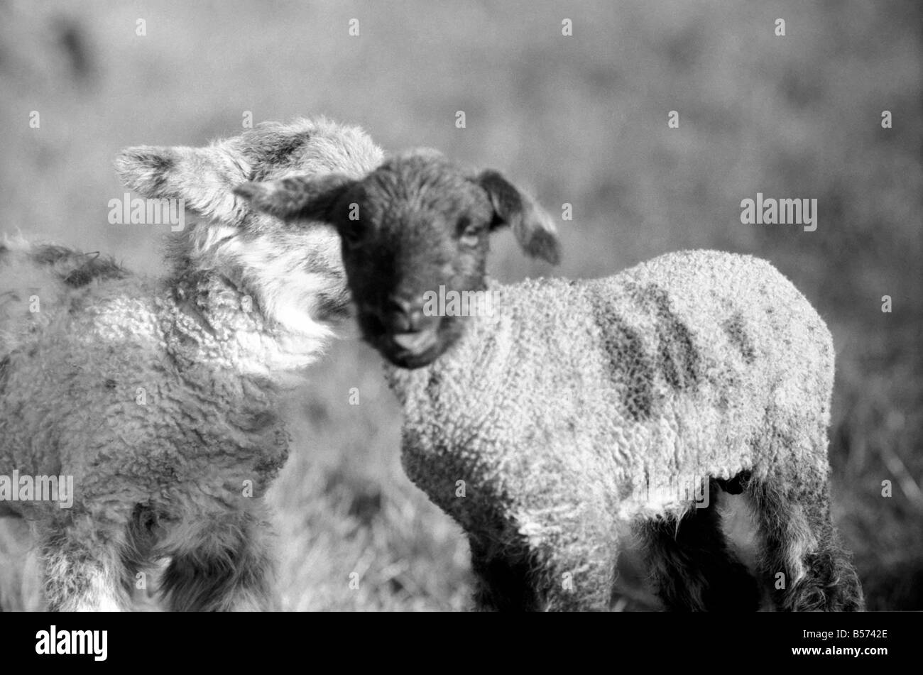 Rural scenes in kent Black and White Stock Photos & Images - Alamy