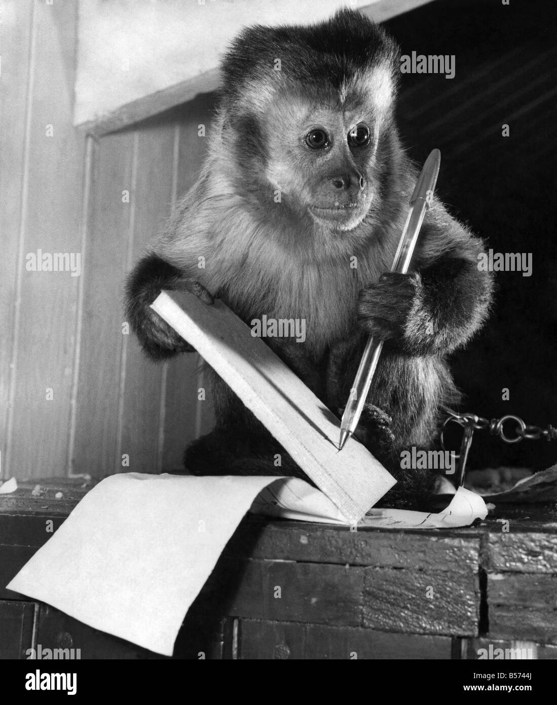 Monkey room Black and White Stock Photos & Images - Alamy