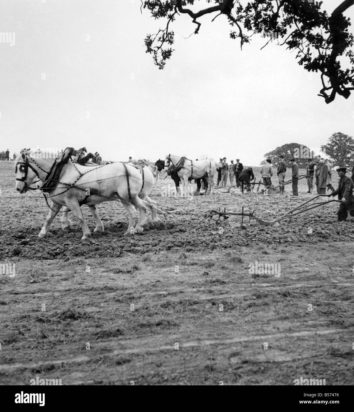 Ploughing match - Cranbrook, Kent. P004362 Stock Photo - Alamy
