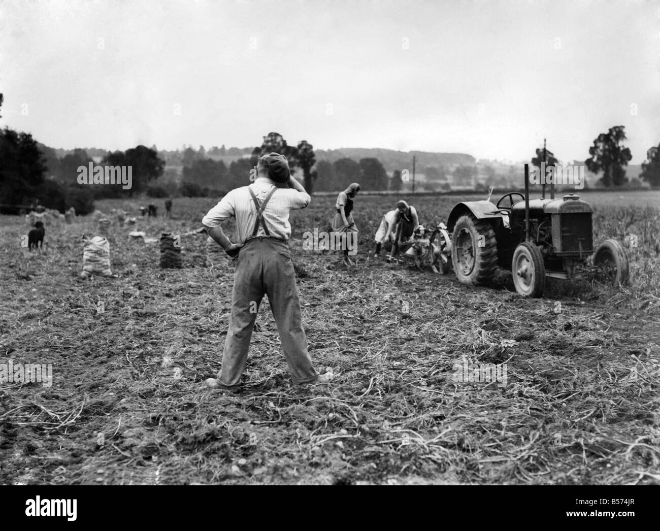 Farming: Harvesting potatoes. October 1941 P004480 Stock Photo - Alamy
