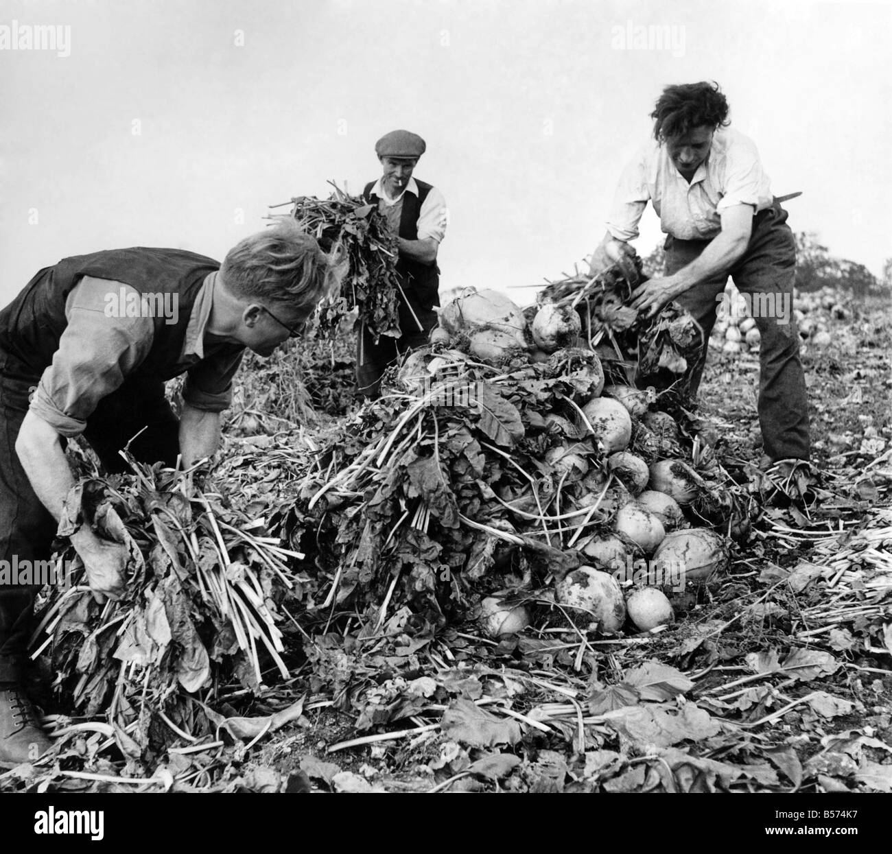 During the war most of the feed came off the land. Turnips and mangles ...