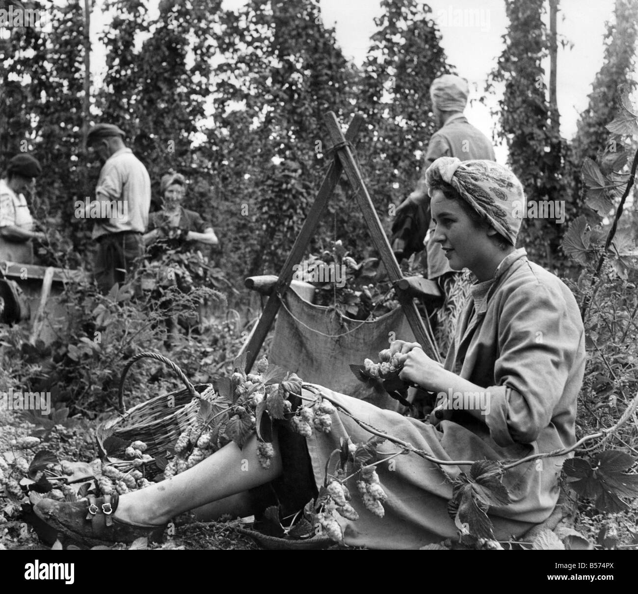 Hop picking kent hi-res stock photography and images - Alamy