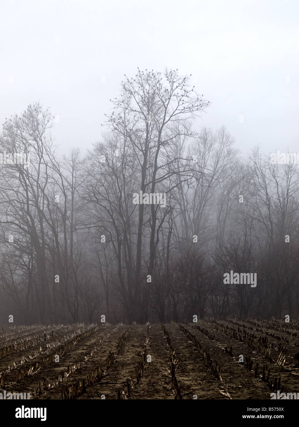 Trees and birds in fog with harvested corn field in front Stock Photo ...