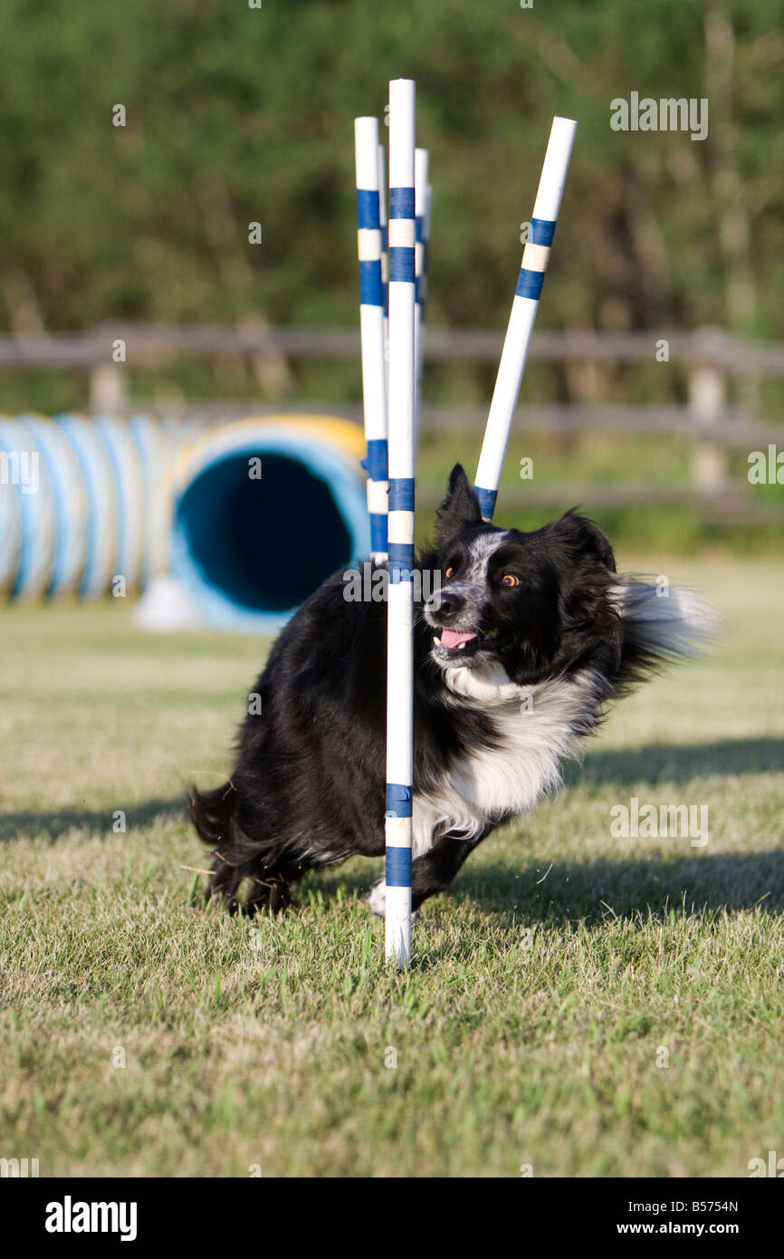 Border Collie racing through weave poles Stock Photo - Alamy