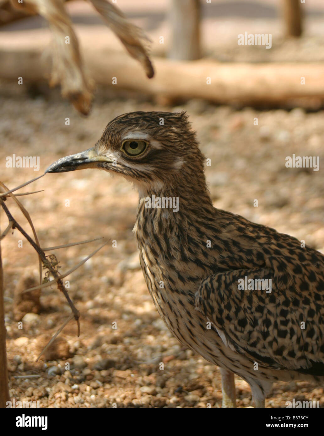 Roadrunner bird hi-res stock photography and images - Alamy