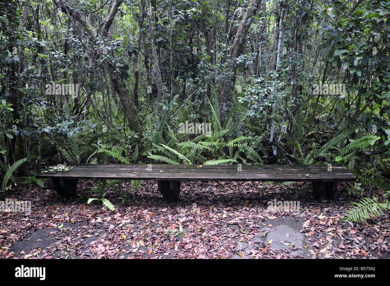 everglades national park a bench along the trail Stock Photo - Alamy