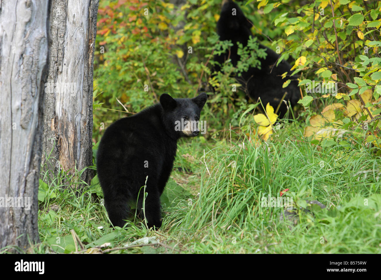 Black Bear Ursus americanus standing in a clearing looking back over ...