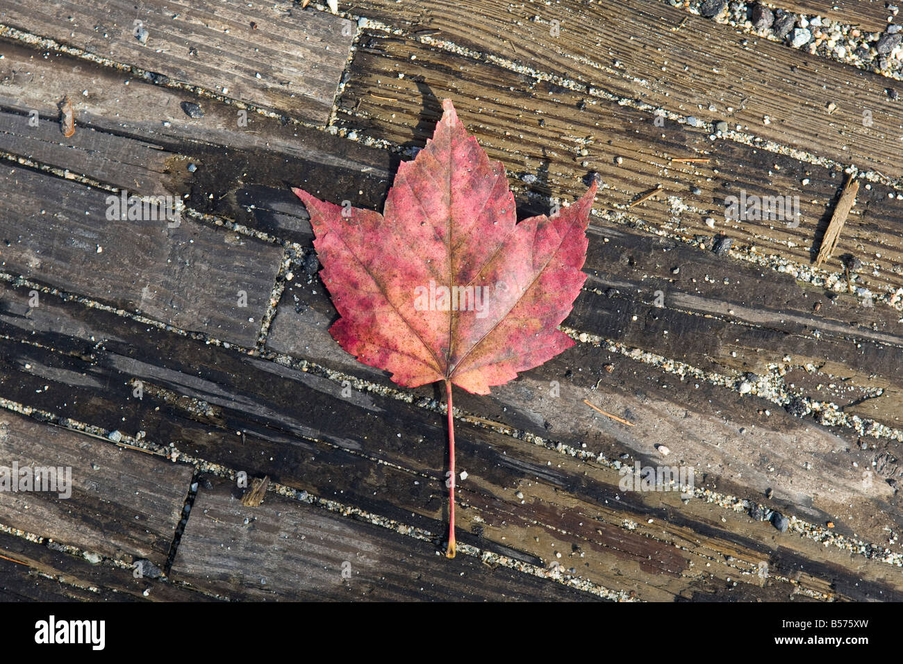 Dried red oak leaf hi-res stock photography and images - Alamy
