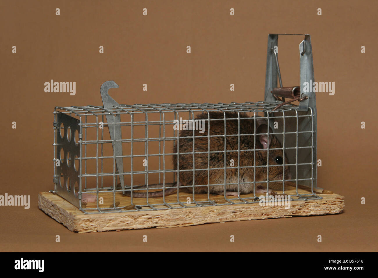 Mouse in a live catch mousetrap Stock Photo - Alamy