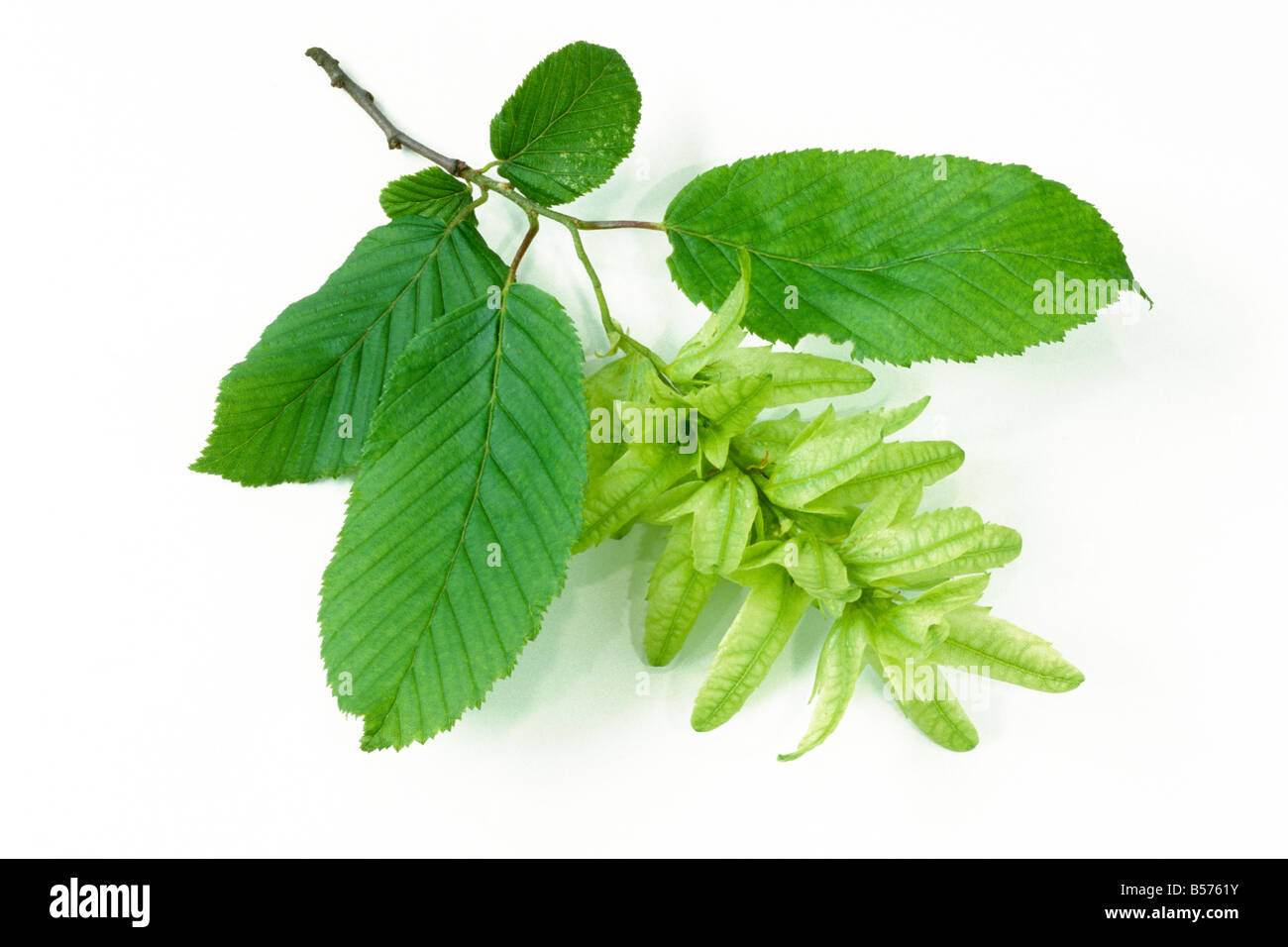 Common Hornbeam, European Hornbeam (Carpinus betulus) twig with leaves ...