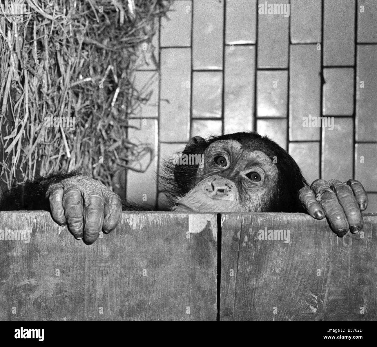 Fifi Black and White Stock Photos & Images - Alamy