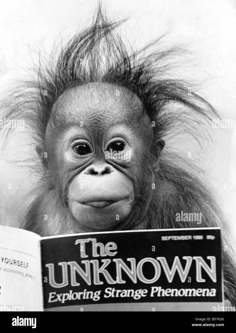 Animals: Monkey: Orang-utang. October 1986 P004124 Stock Photo - Alamy
