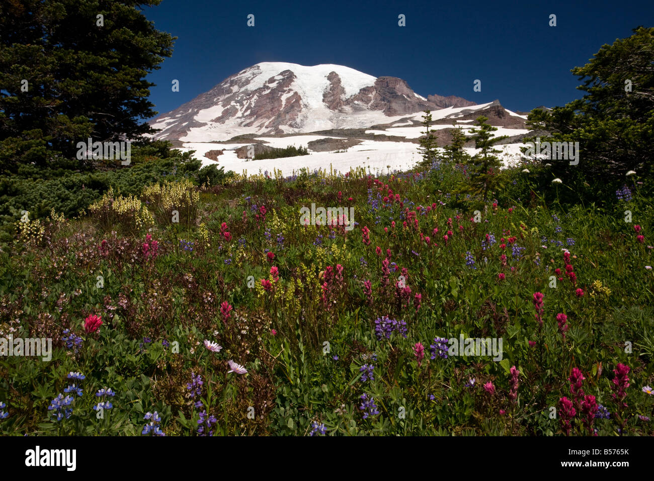 Species rich meadows hi-res stock photography and images - Alamy