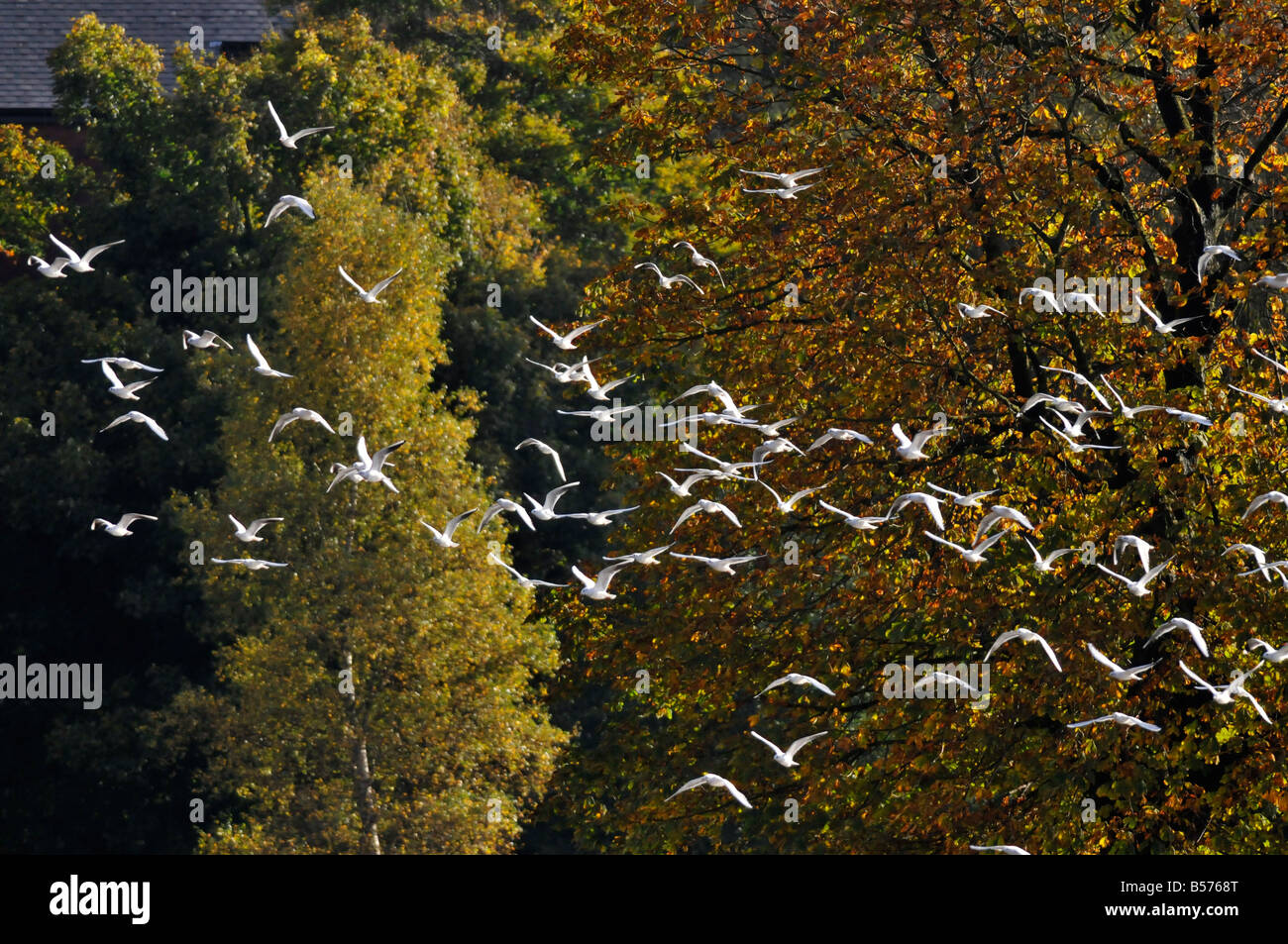 Countless birds hi-res stock photography and images - Alamy