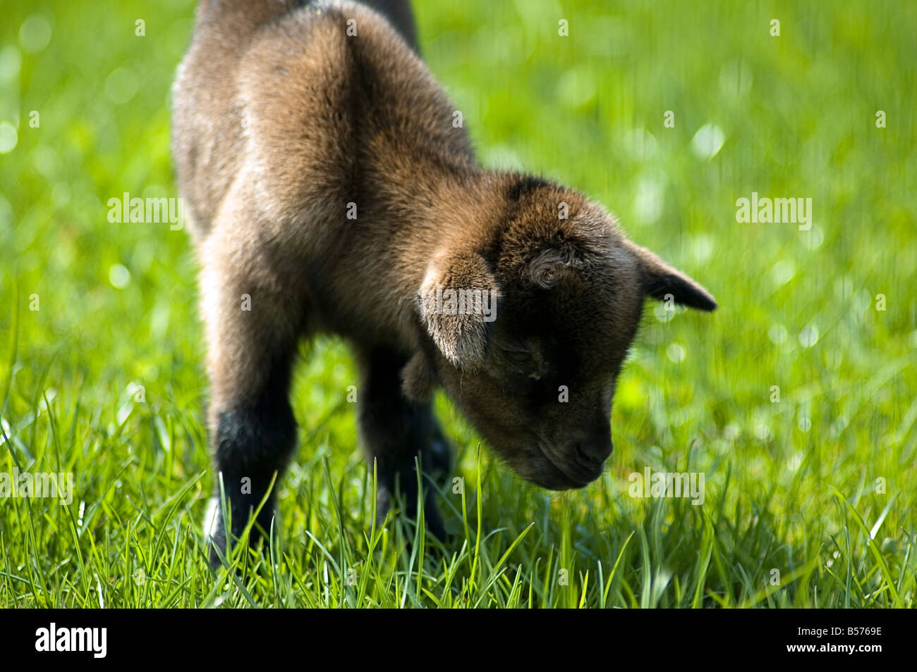 A 1 day old baby goat enjoying his first day out Stock Photo - Alamy