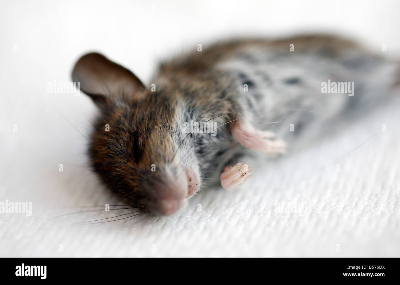 A small dead mouse Stock Photo - Alamy