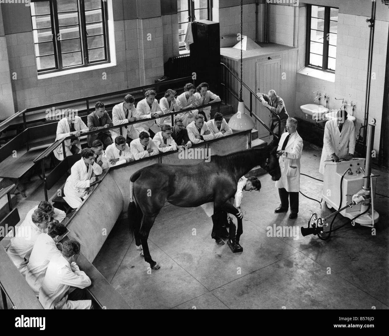 St vets hi-res stock photography and images - Alamy