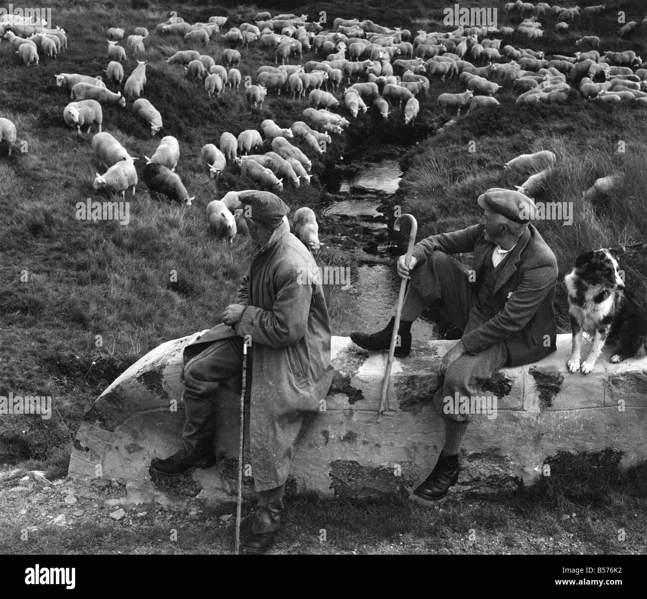 Count sheep hi-res stock photography and images - Alamy