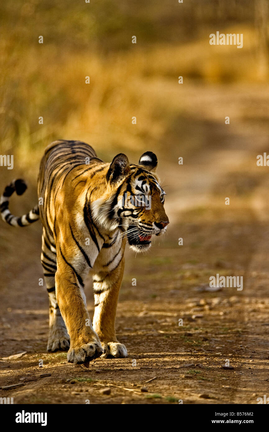 Tiger walking head on towards the camera Stock Photo - Alamy