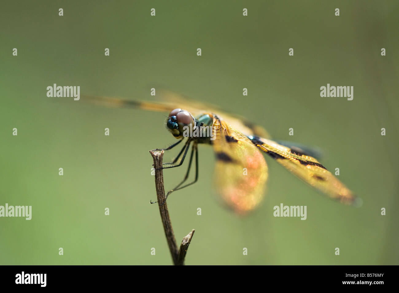 Rhyothemis variegata. Common Picturewing dragonfly / variegated ...