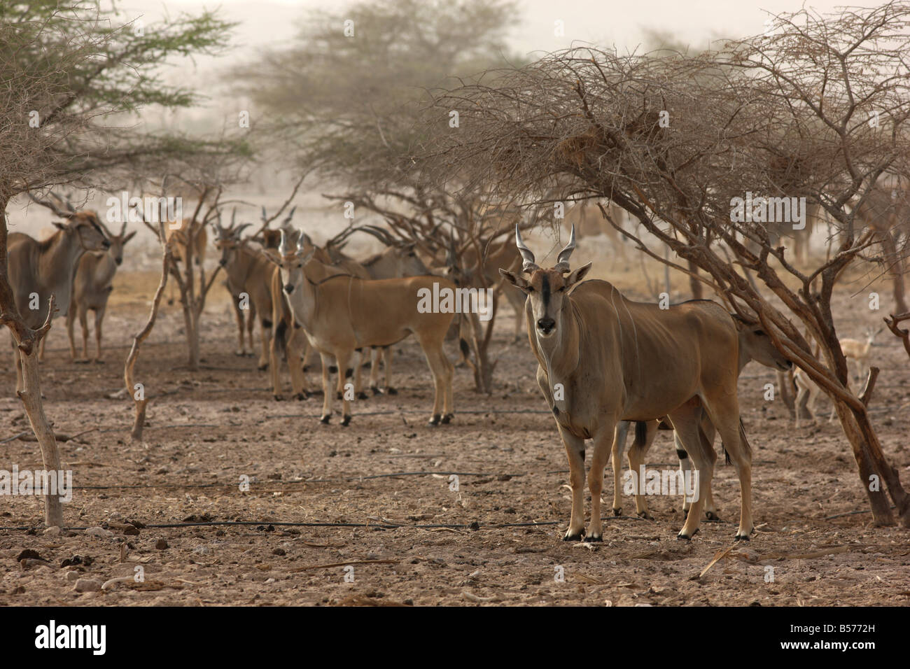 Wildlife antelope island hi-res stock photography and images - Alamy