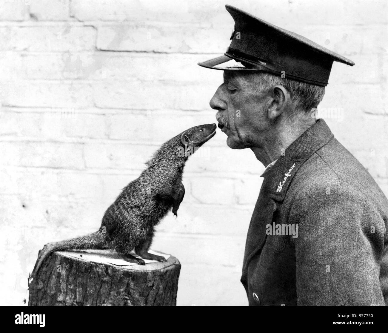 Mongoose Mongoose Black and White Stock Photos & Images - Alamy