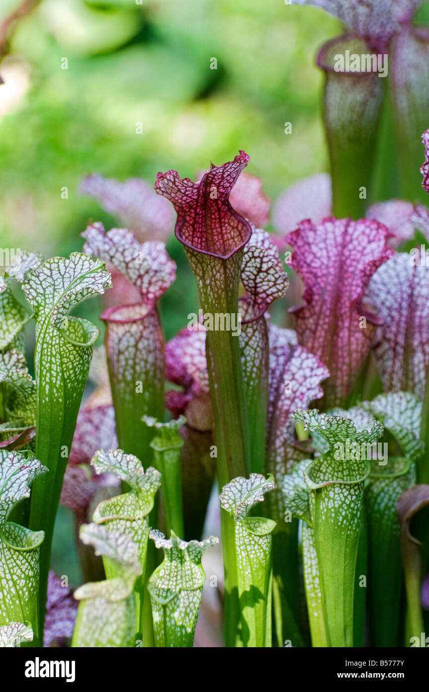 Pitcher plants at Kanapaha Gardens Gainesville Florida Sarracenia ...