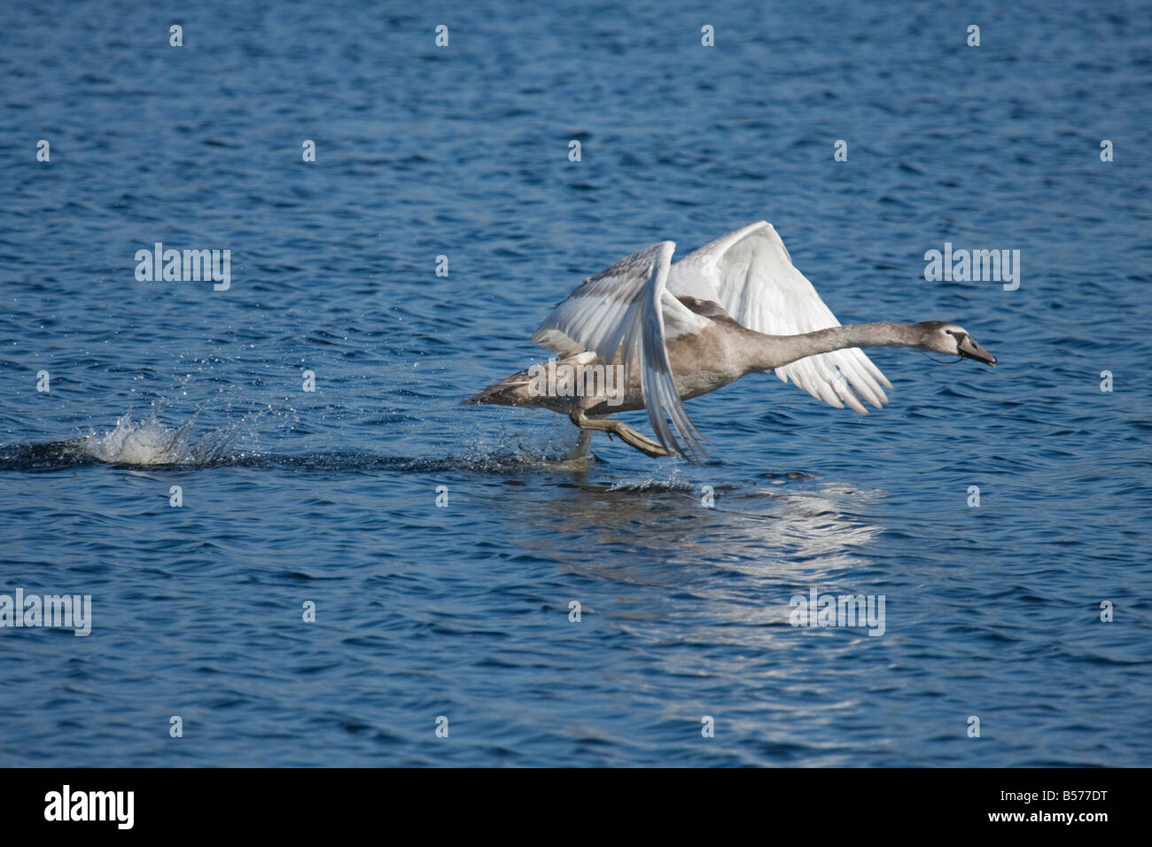 Mute swan takeoff hi-res stock photography and images - Alamy