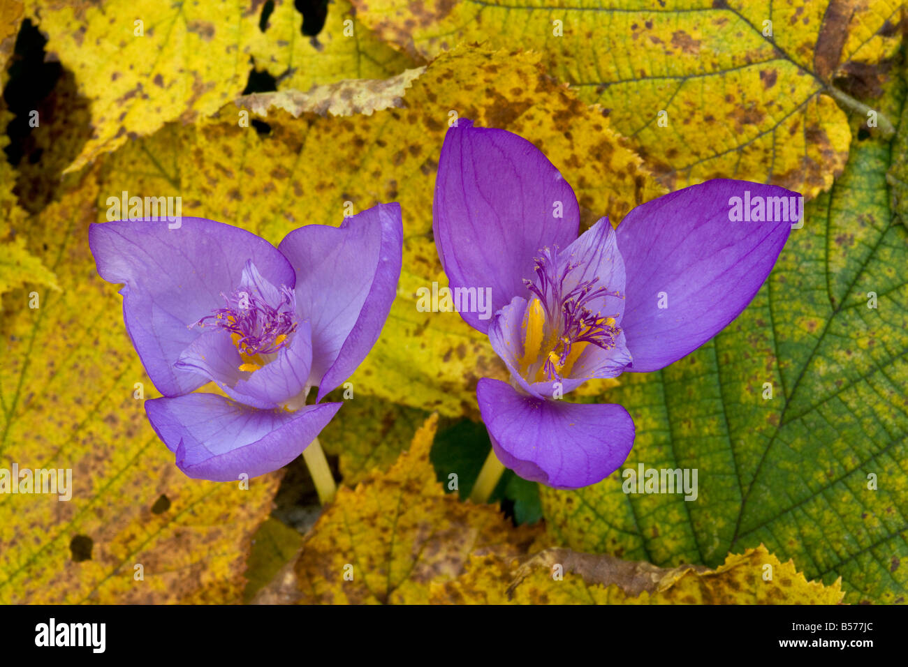 Crocus with autumnal leaves hi-res stock photography and images - Alamy