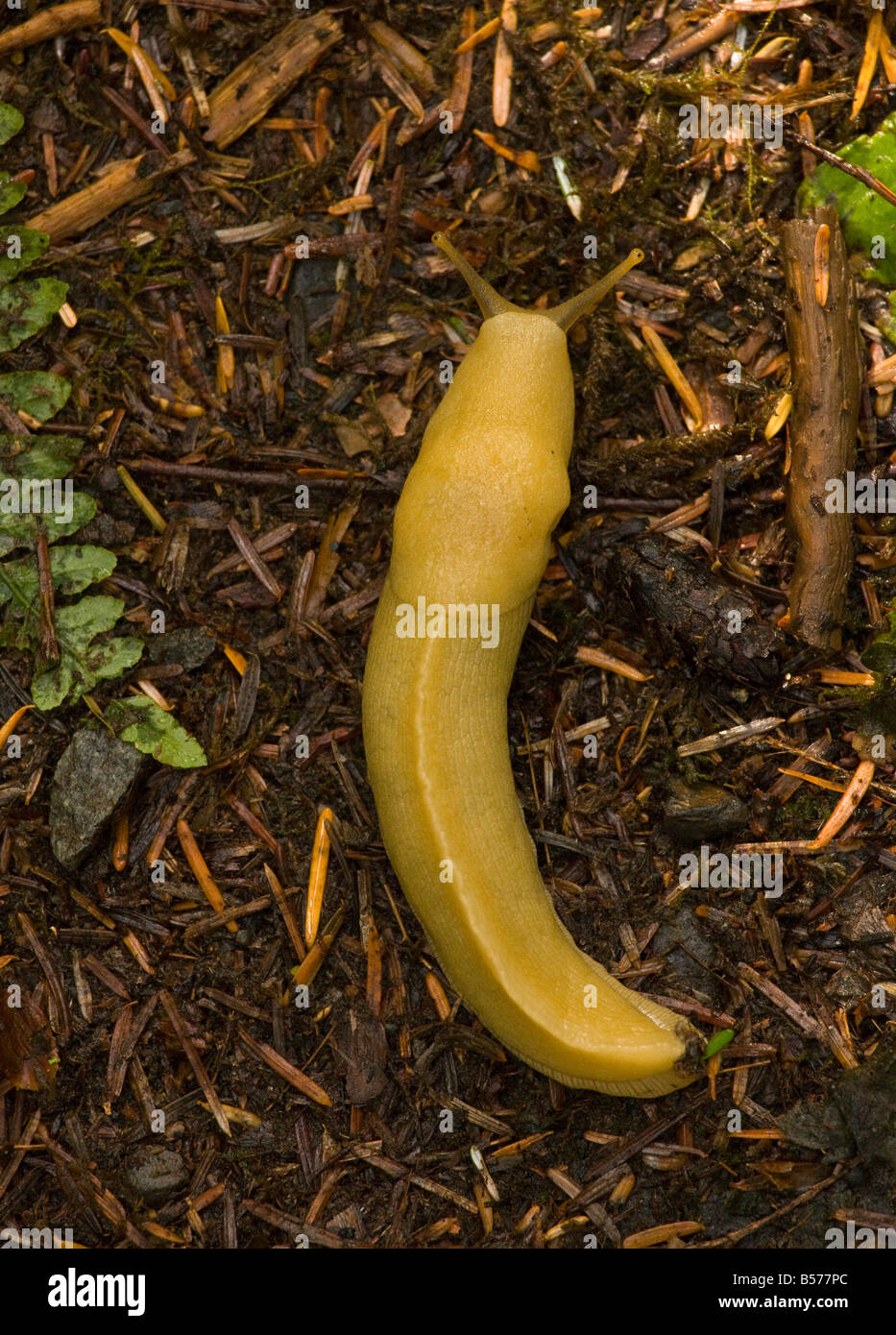 Banana slug hi-res stock photography and images - Alamy