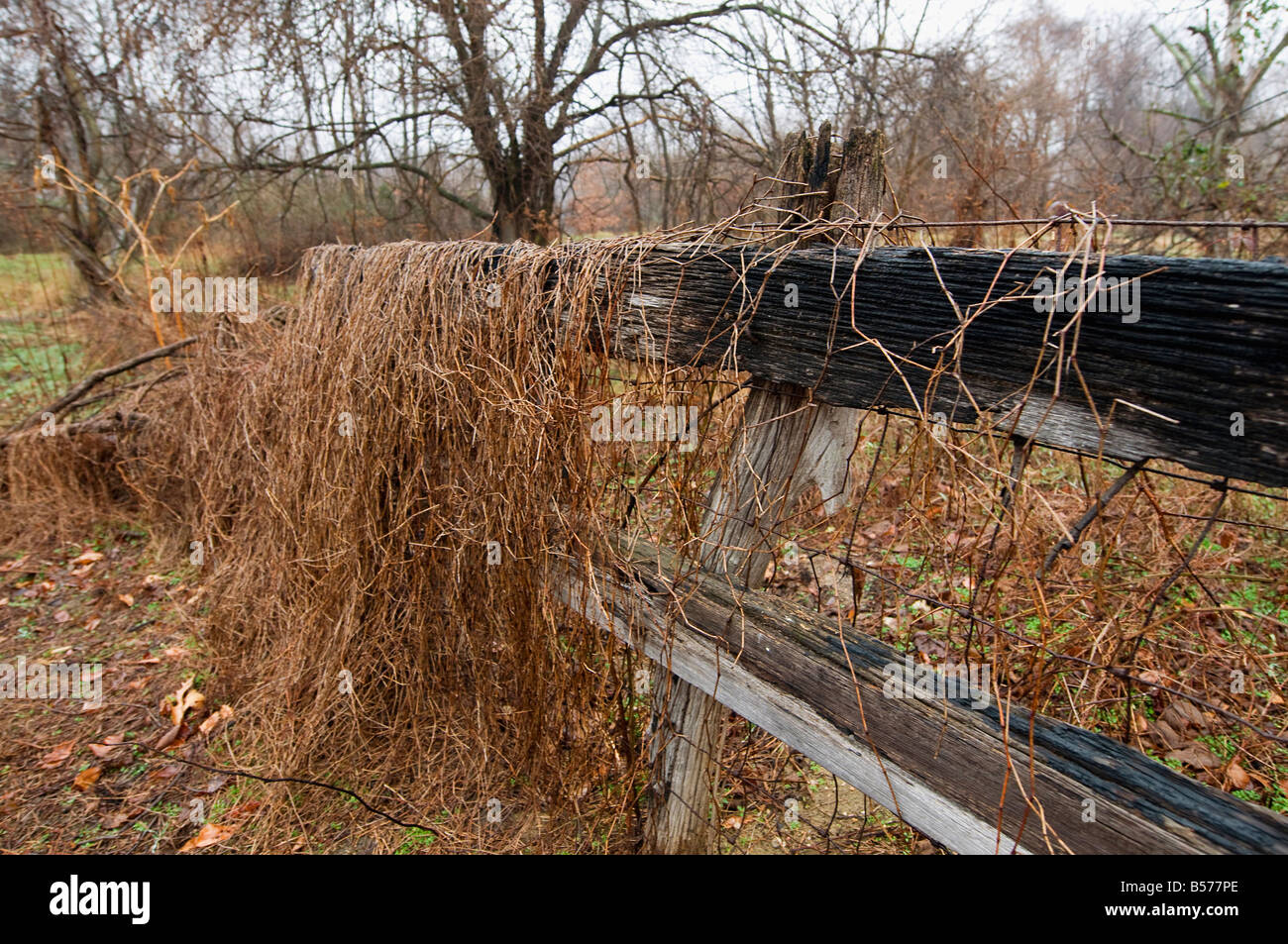 Vines growing over an old fence Stock Photo - Alamy
