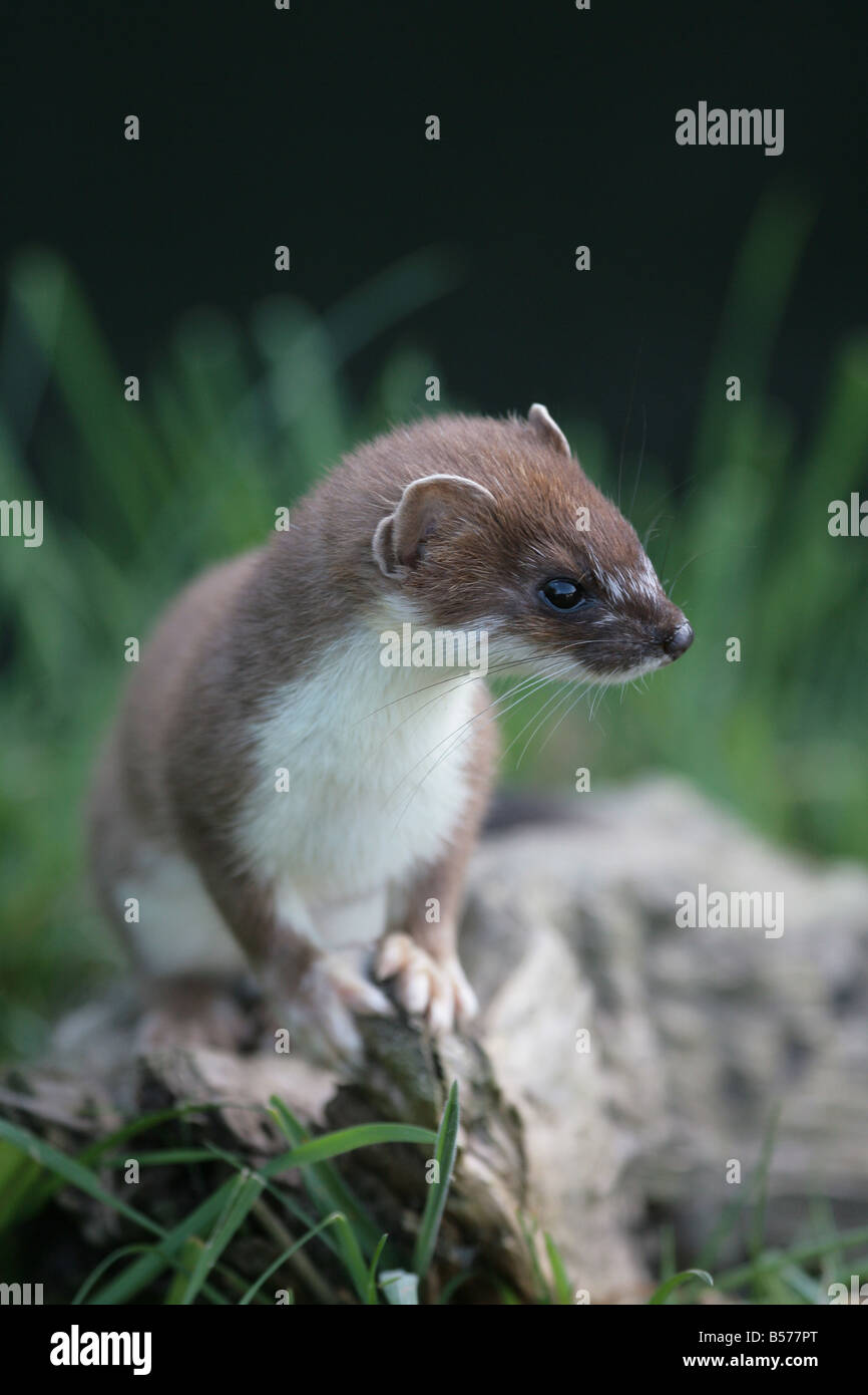 Stoat Mustela erminea Stock Photo - Alamy
