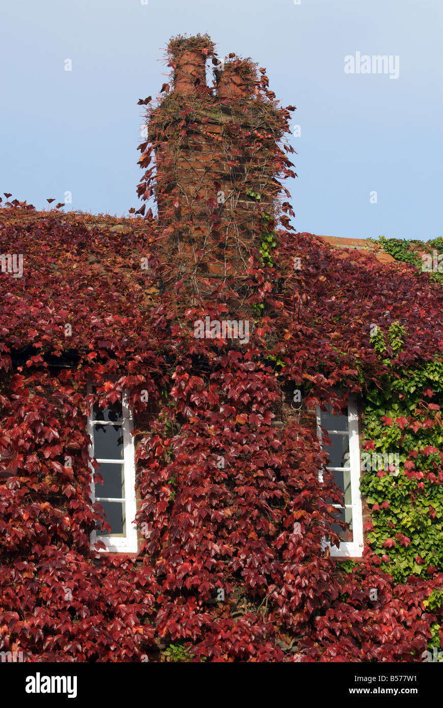 Creeping Ivy coving a house in Snape, Suffolk, UK Stock Photo - Alamy