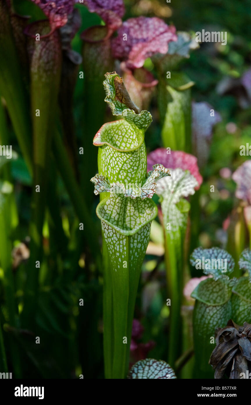 Pitcher plants at Kanapaha Gardens Gainesville Florida Sarracenia ...