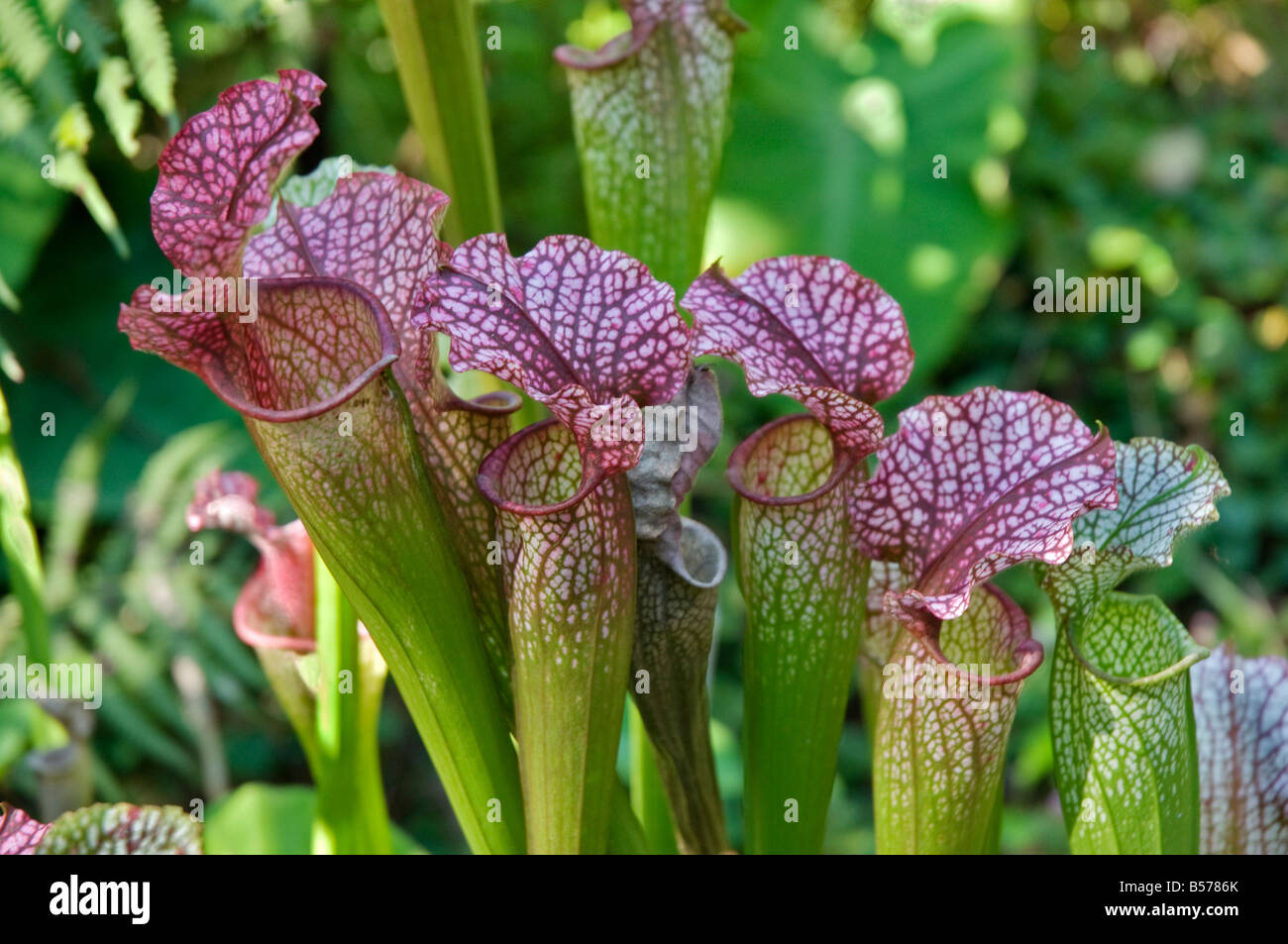 Pitcher plants at Kanapaha Gardens Gainesville Florida Sarracenia ...