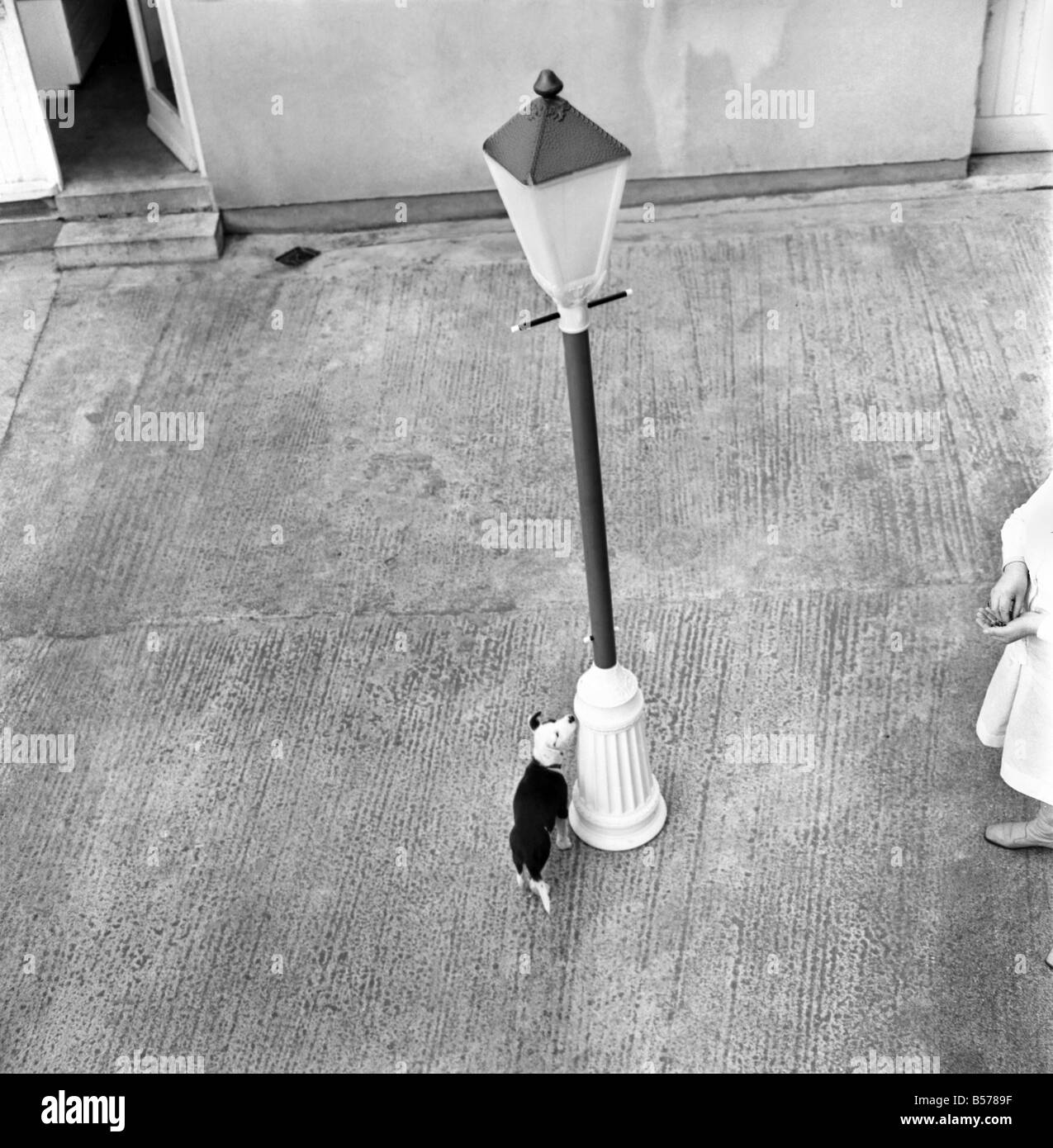 Plastic lamp post for dogs home. January 1970 70-00035 Stock Photo - Alamy