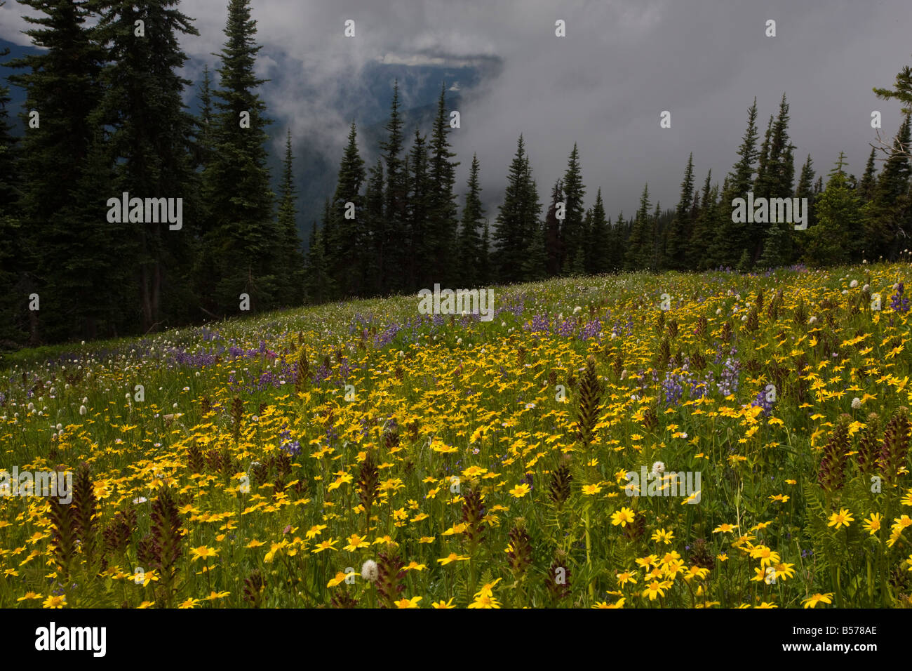 Hurricane Ridge Stock Photos & Hurricane Ridge Stock Images - Alamy