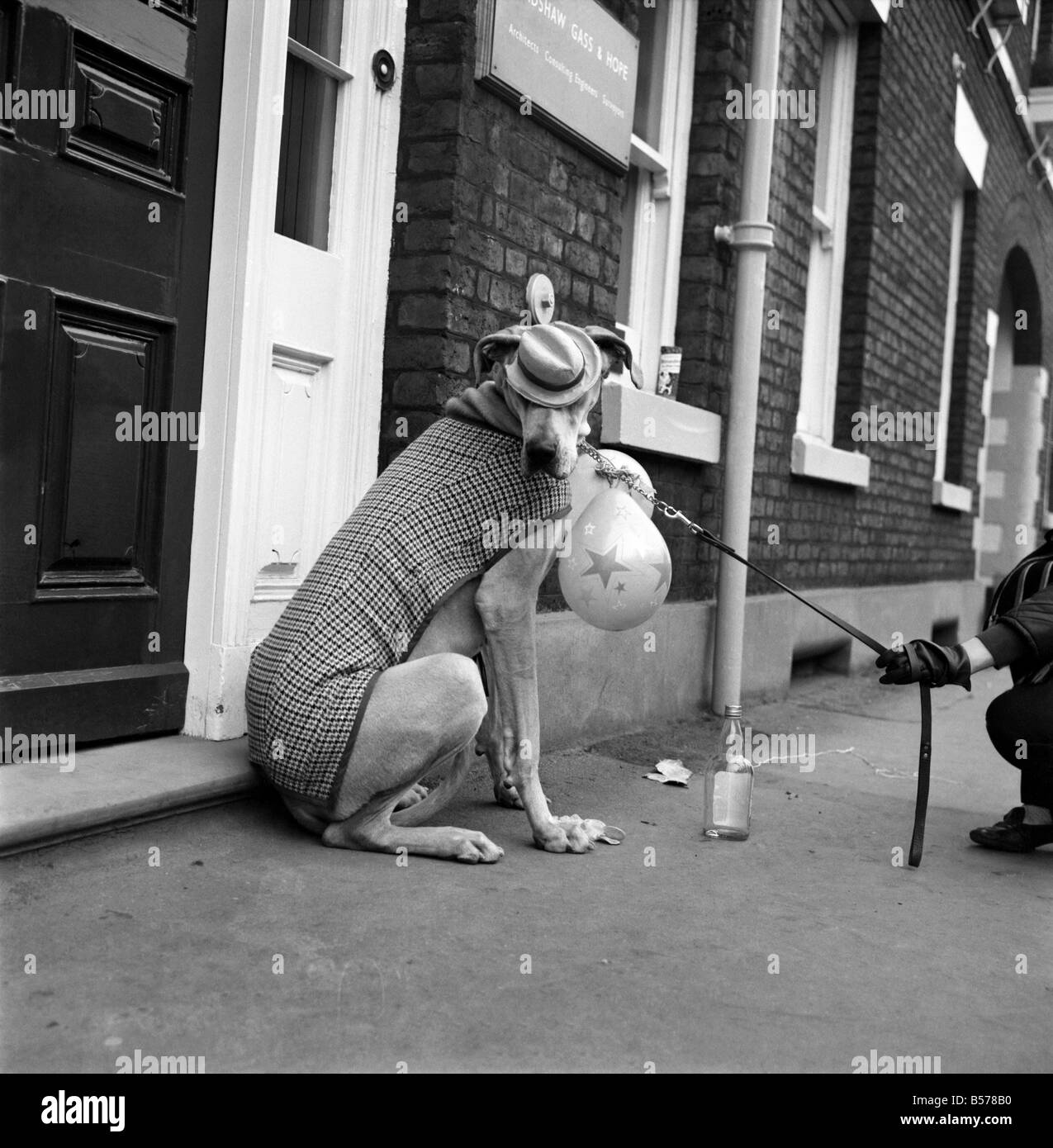 Modest dog Black and White Stock Photos & Images - Alamy