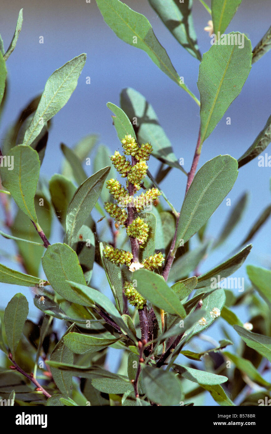 Bog myrtle sweet gale sweet hi-res stock photography and images - Alamy