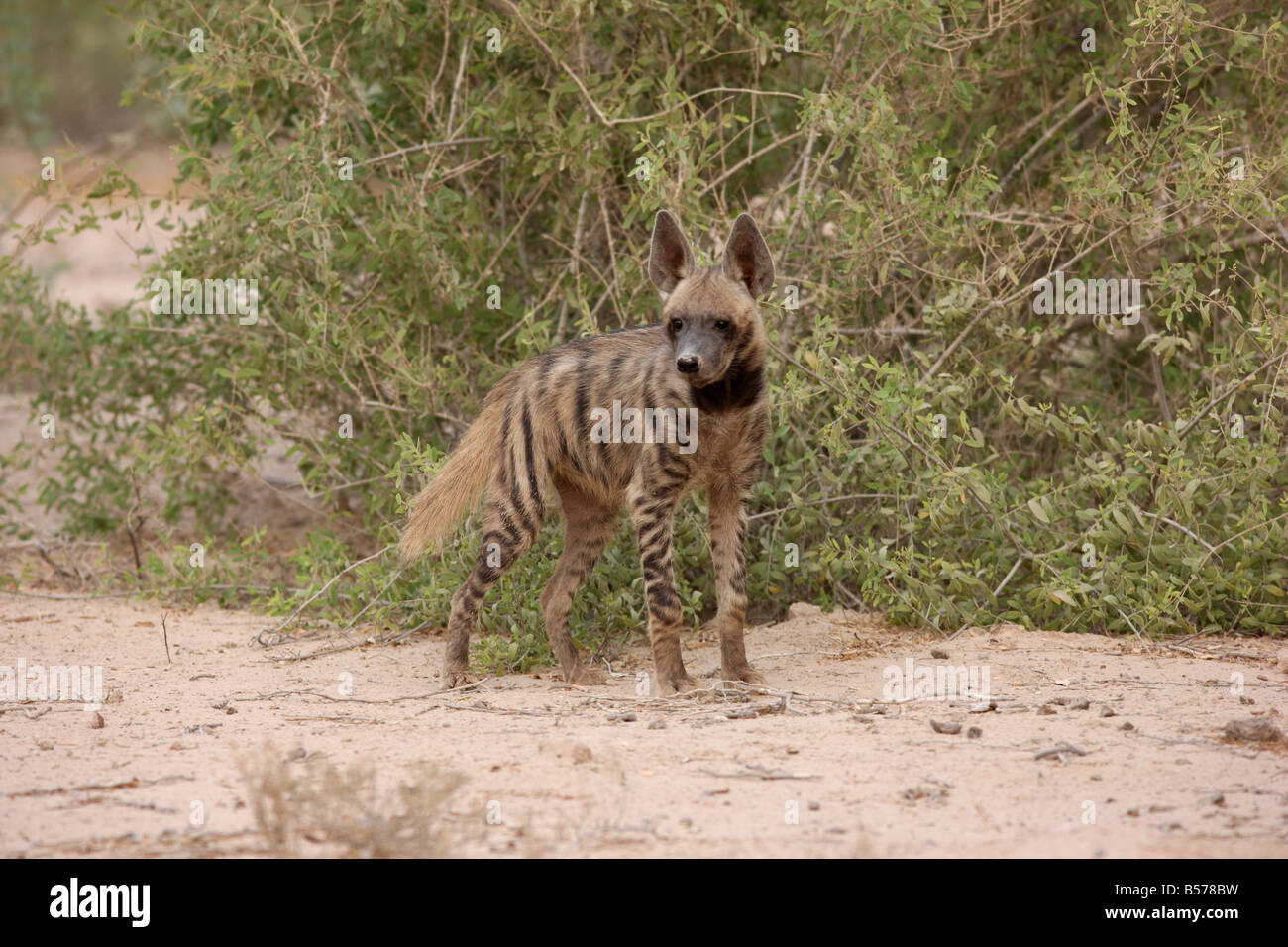 hyena Sir Bani Yas Island private game reserve in the persian gulf near ...