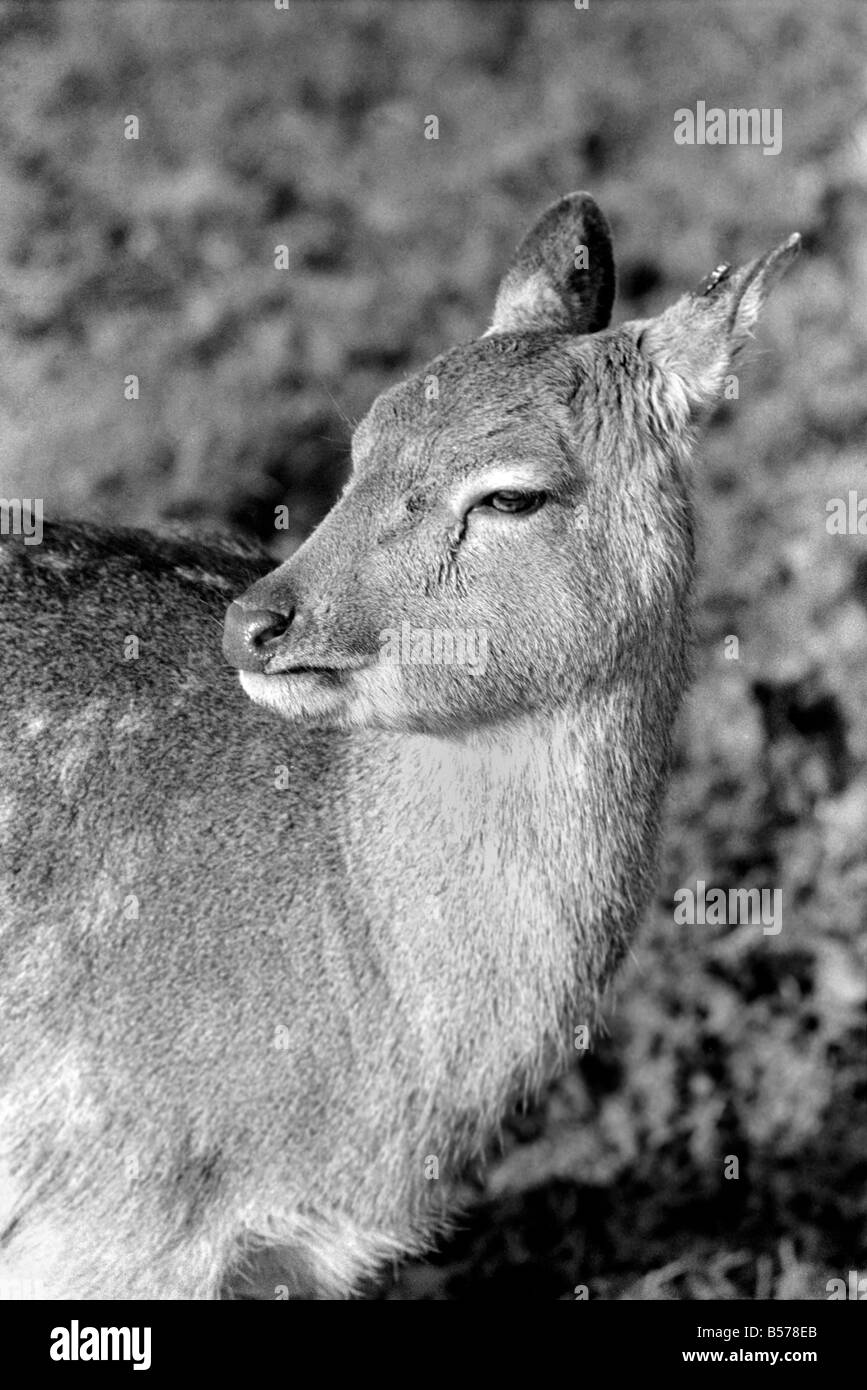 74 004 Black and White Stock Photos & Images - Alamy