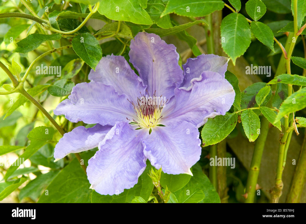 Clematis `Ice Blue` Evipo003 Stock Photo - Alamy