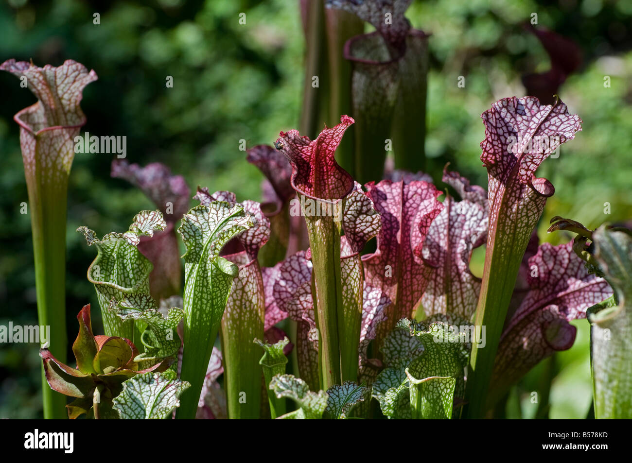 Pitcher plants at Kanapaha Gardens Gainesville Florida Sarracenia ...