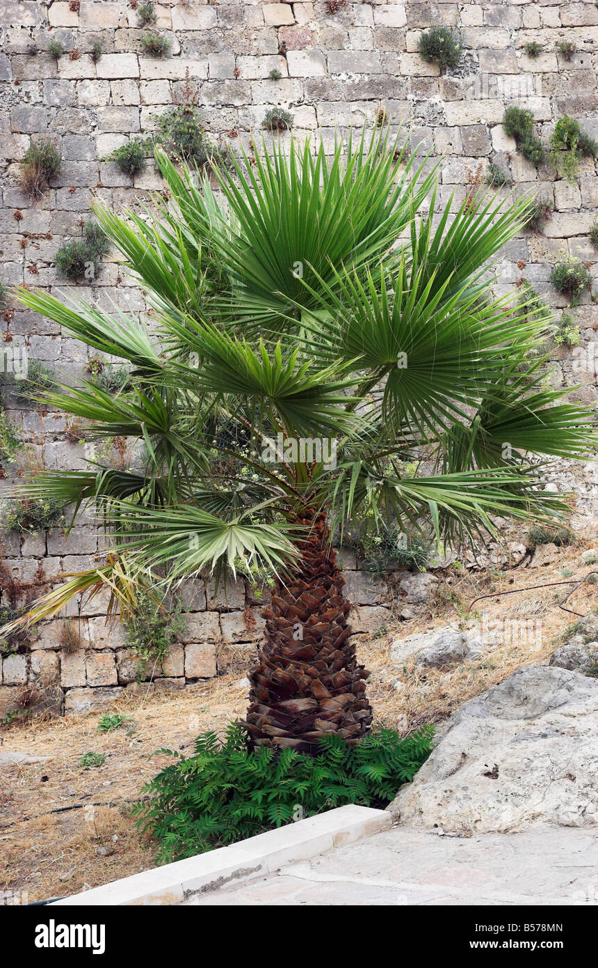 Cretan palm trees hi-res stock photography and images - Alamy