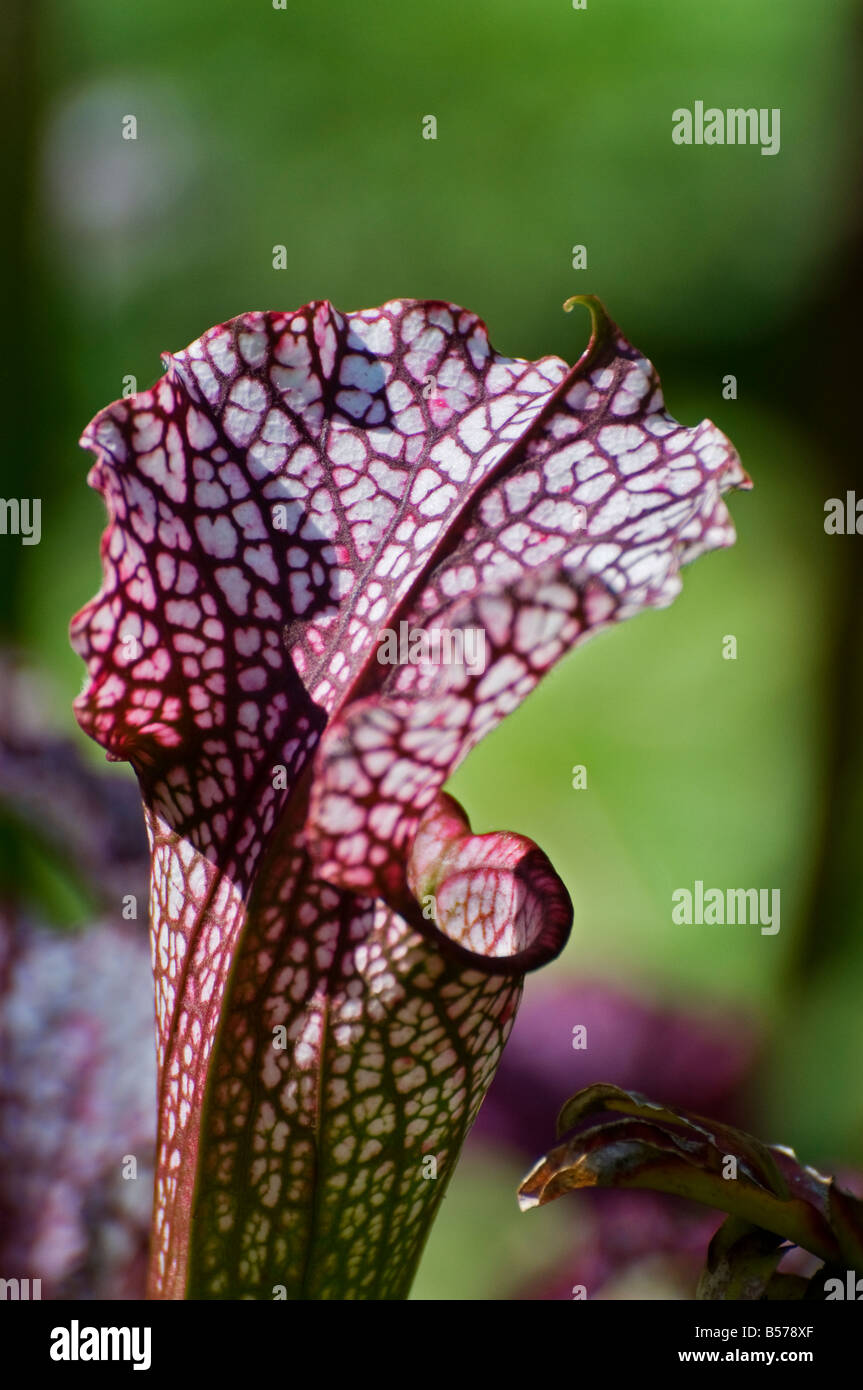 Pitcher plants at Kanapaha Gardens Gainesville Florida Sarracenia ...