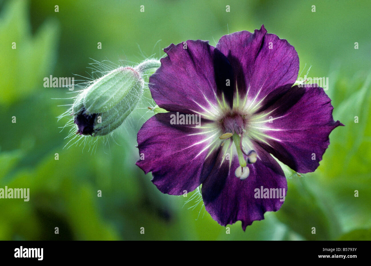Mourning widow hi-res stock photography and images - Alamy