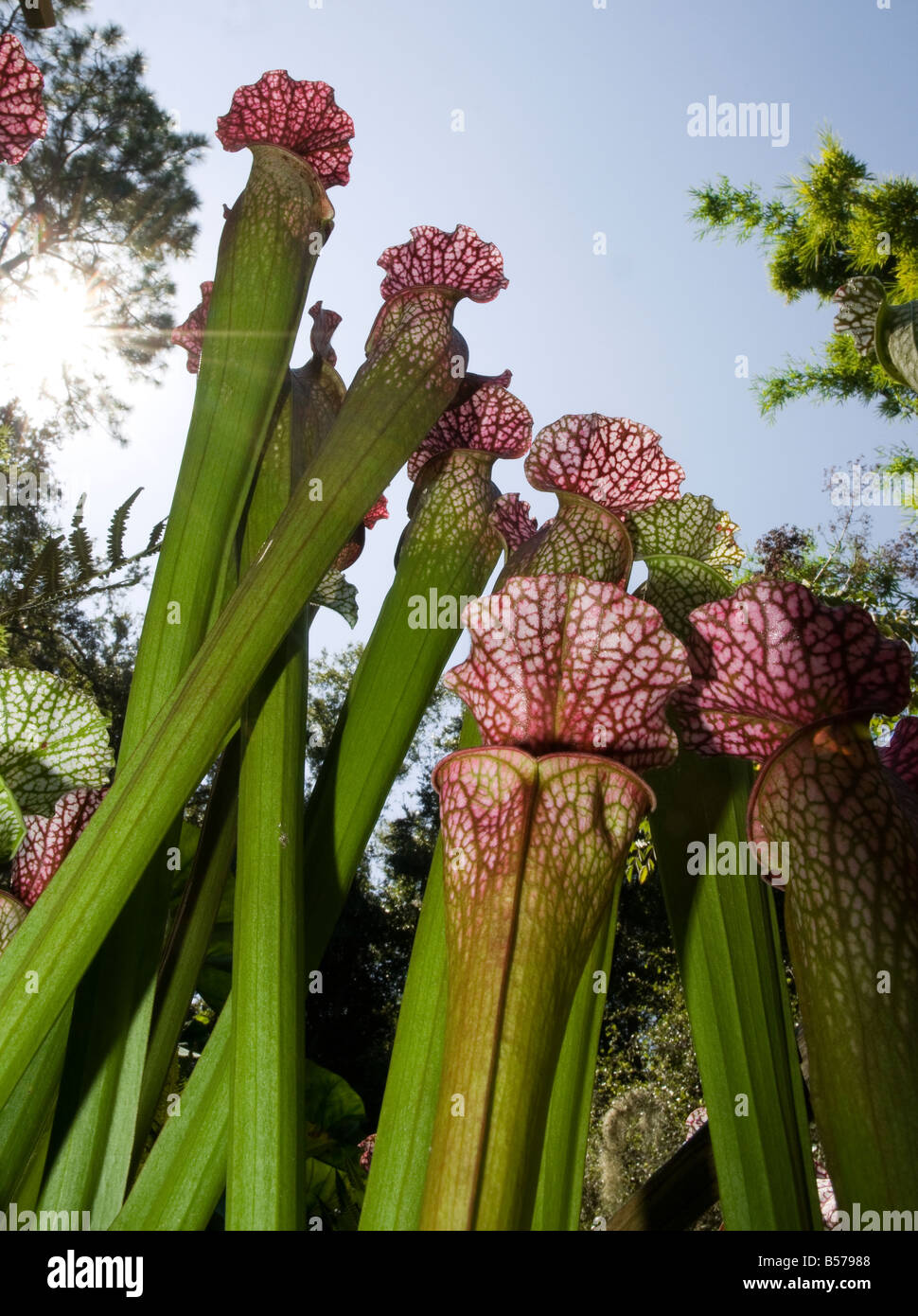 Pitcher plants at Kanapaha Gardens Gainesville Florida Sarracenia ...