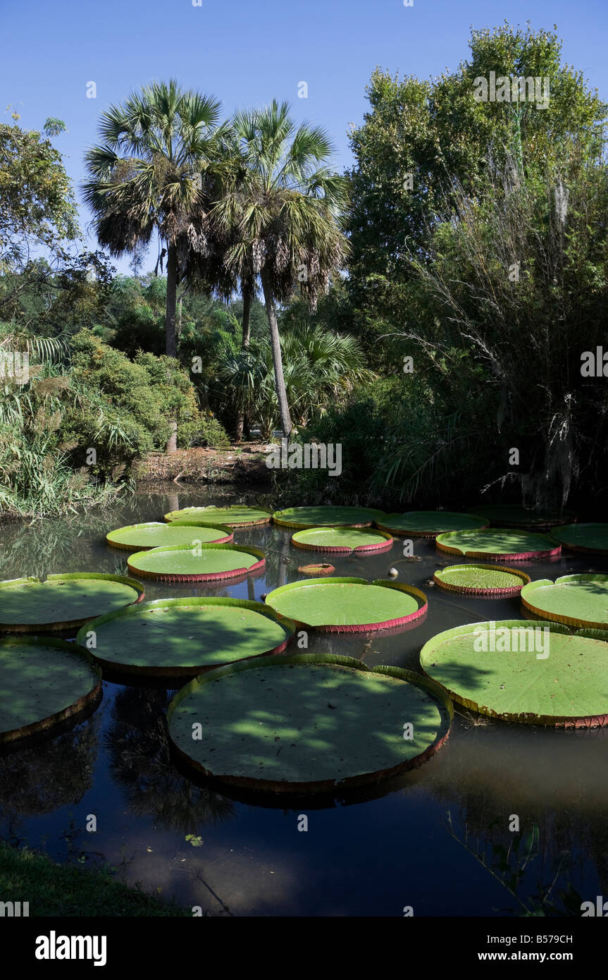 Kanapaha Gardens Gainesville Florida Giant Victoria Water Platter water ...