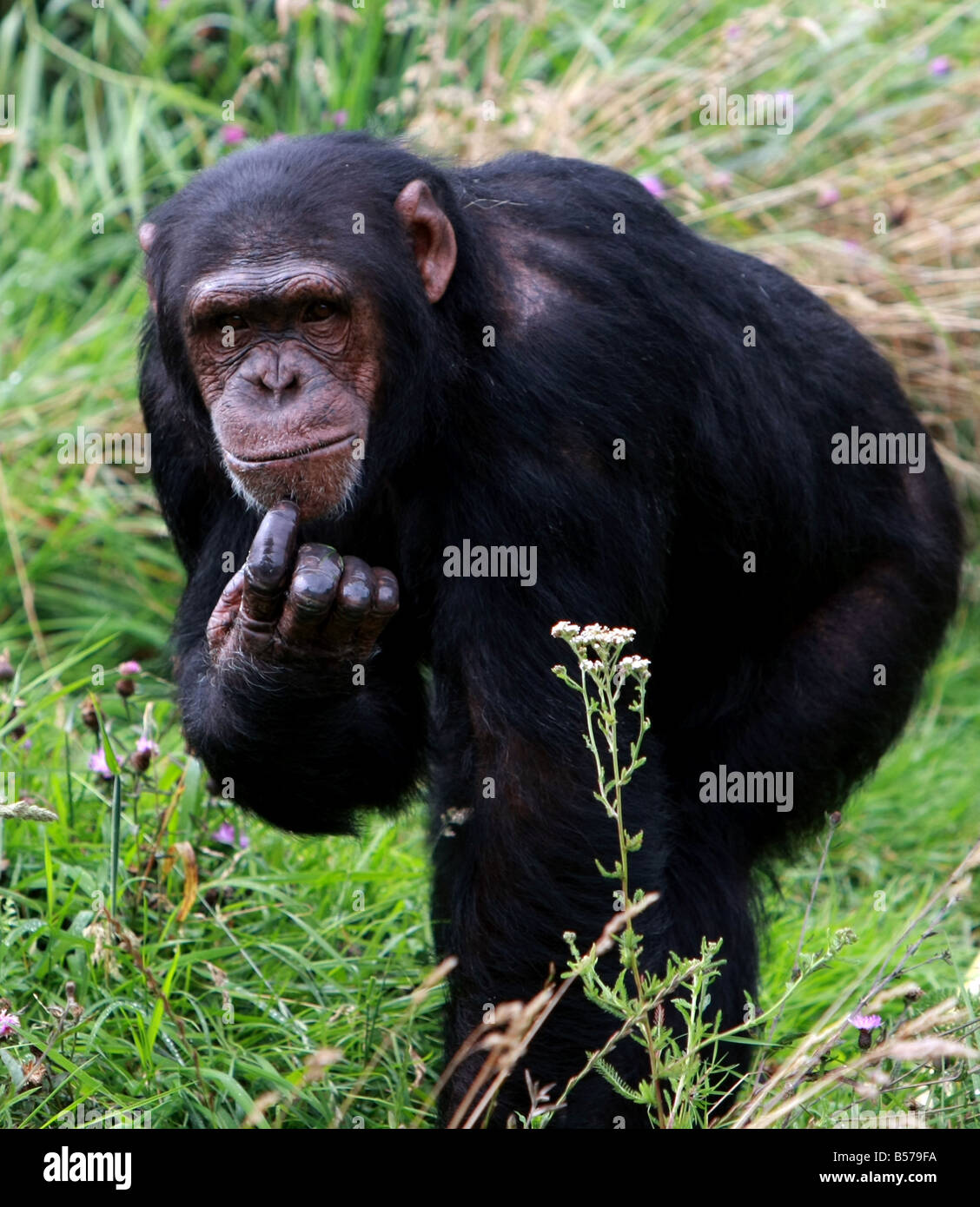 Chimpanzee birthday hi-res stock photography and images - Alamy