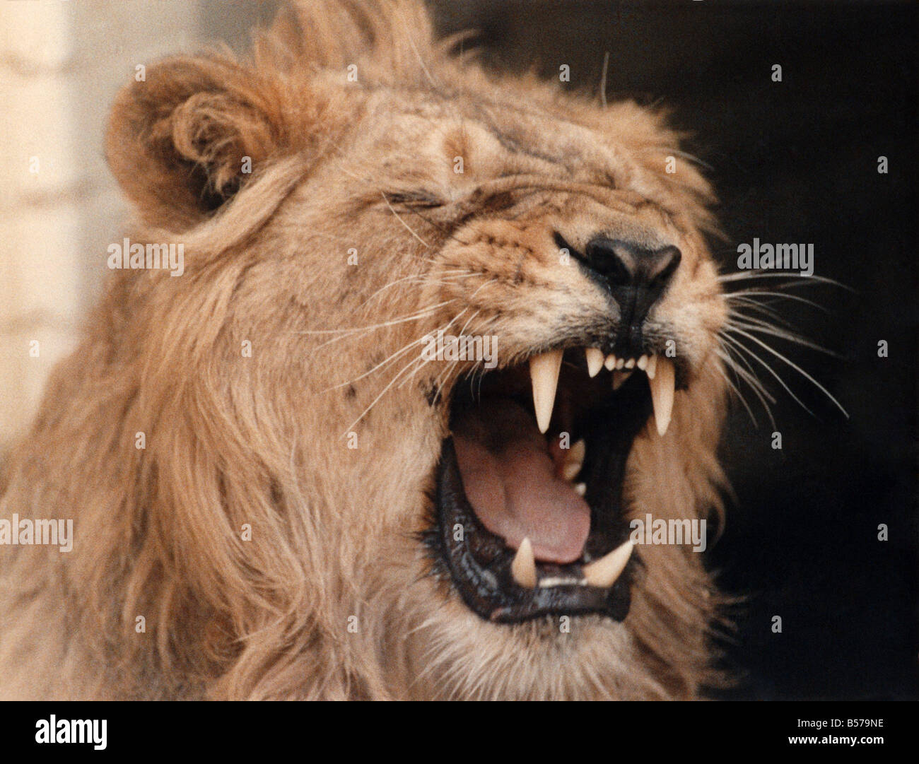 Lions teeth hi-res stock photography and images - Alamy